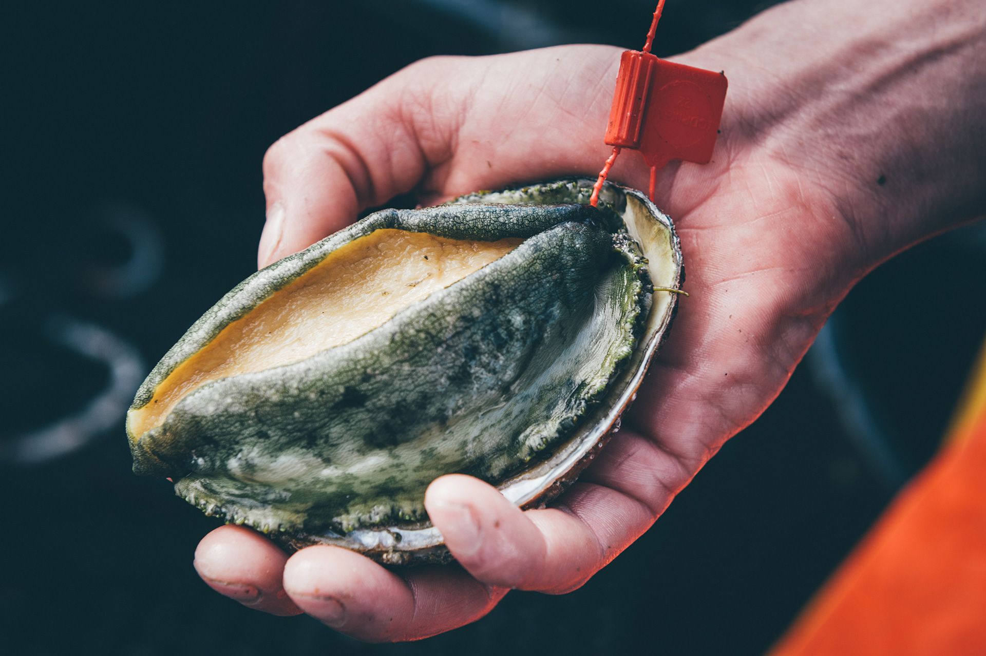 Ormeaux (Lot de 8) | Poissonnerie en ligne | Pêcheries Le Levier